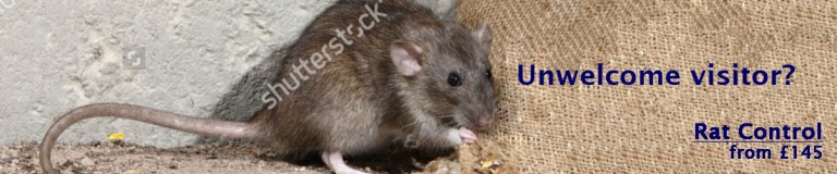 Rat Control Cardiff - Fast Control - Available NOW!!